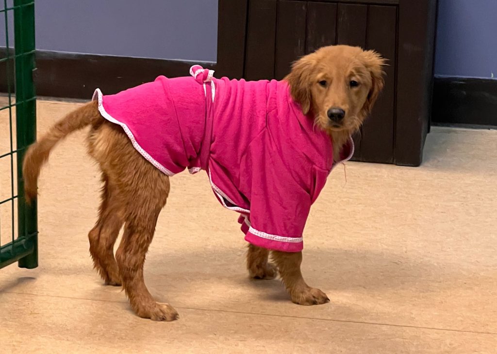 Grooming – Pet Spas Pamper and Play